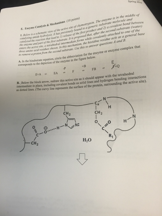 Solved Enzymes Catalysis & Mechanisms Below is a schematic | Chegg.com