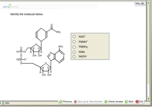 Solved Identify the molecule below. OH OH HOH O NAD O FMNH | Chegg.com