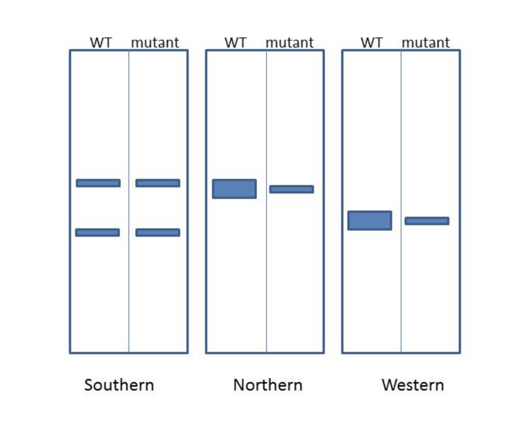 Solved WT mutant WT mutant WT mutant Southern Northern | Chegg.com