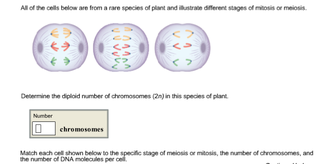 Solved Determine the diploid number of chromosomes (2n) in | Chegg.com