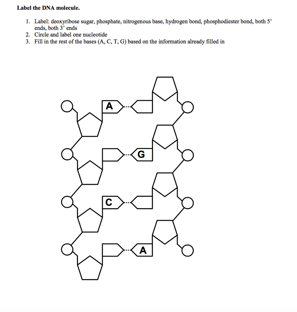 Solved Label The DNA Molecule Label Deoxyribose Sugar Chegg Solved Label The DNA Molecule Label Deoxyribose Sugar Chegg