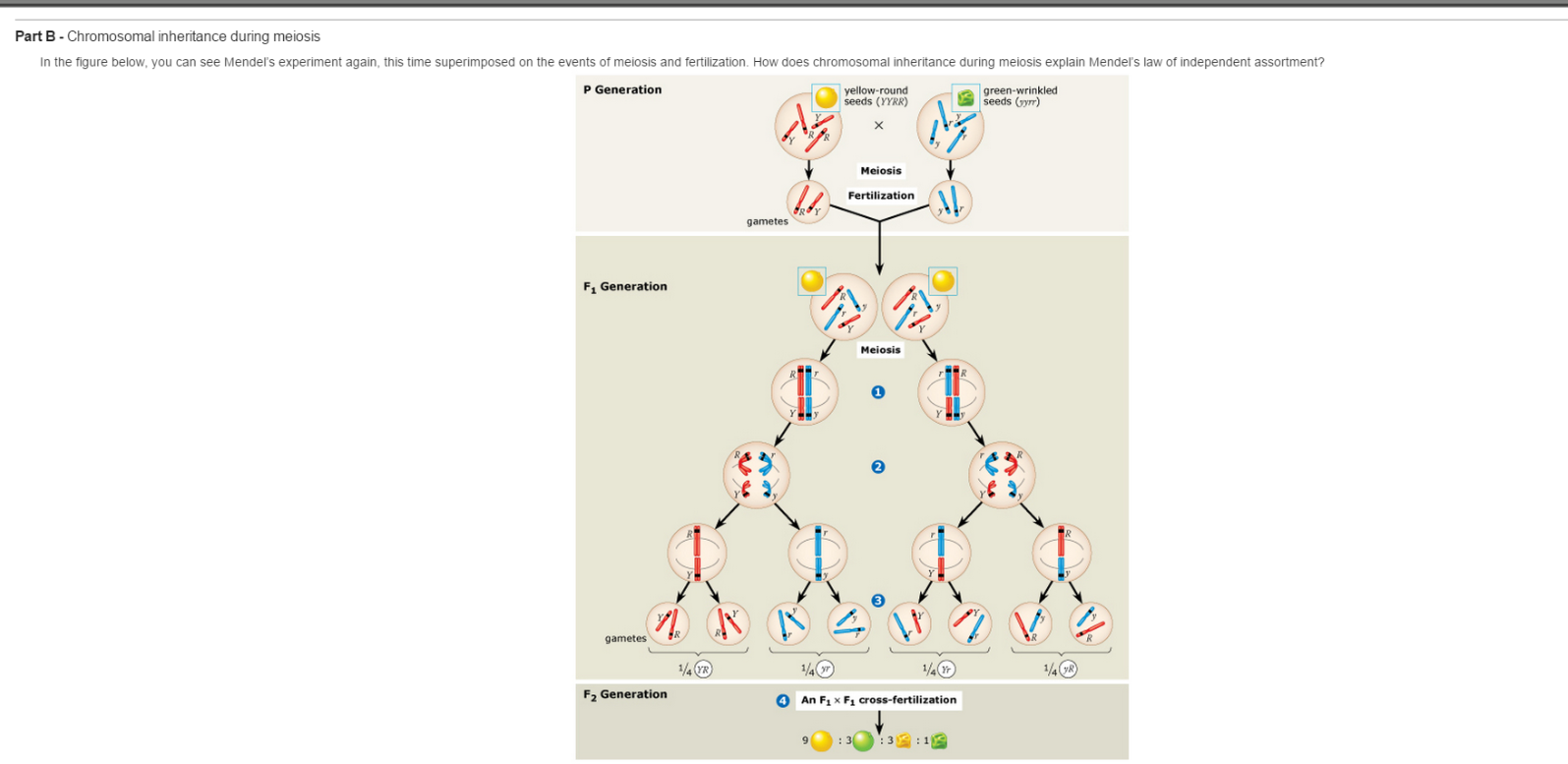 Solved Make Connections: Chromosomal Inheritance and | Chegg.com