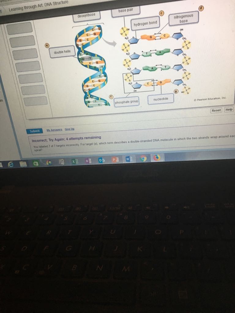 Solved: Learning Through Art DNA Structure Base Pair Deoxy... | Chegg.com