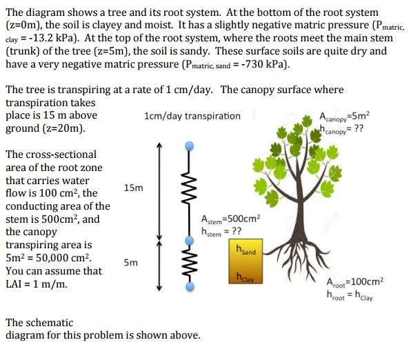 Tree Root System Diagram