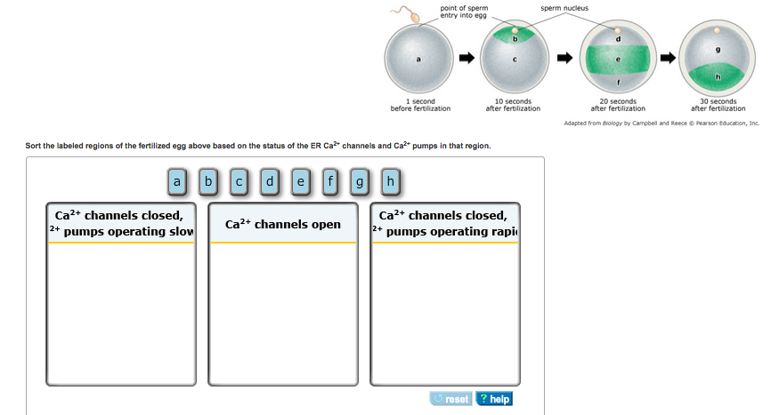 Solved Part A - Experimental technique: Tracking cytoplasmic | Chegg.com