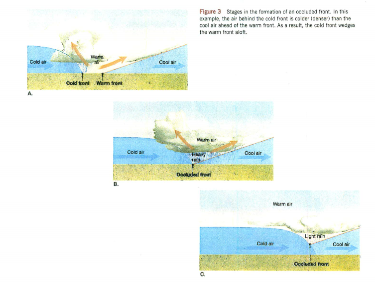 Solved Figure 3 Stages in the formation of an occluded | Chegg.com