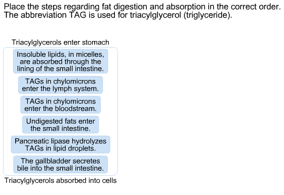 Solved Place the steps regarding fat digestion and | Chegg.com Solved Place the steps regarding fat digestion and | Chegg.com
