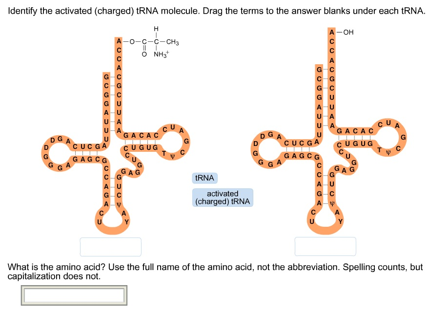 Solved Identify the activated (charged) tRNA molecule. Drag | Chegg.com