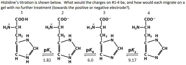 Solved Histidine's titration is shown below, what would the | Chegg.com