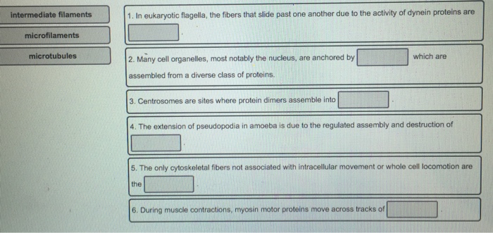 Solved intermediate filaments microfilaments microtubules 1. | Chegg.com