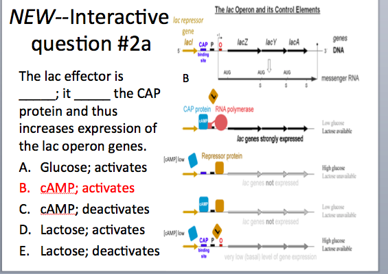 Solved The lac effector is; it the CAP protein and thus | Chegg.com