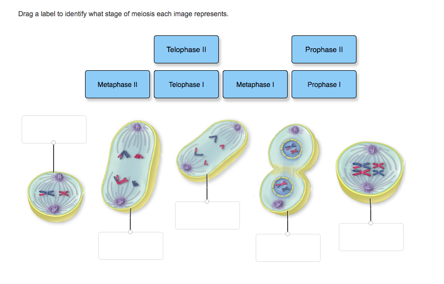 Solved Drag a label to identify what stage of meiosis each | Chegg.com