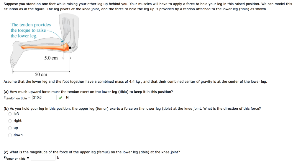 Solved Suppose you stand on one foot while raising your | Chegg.com