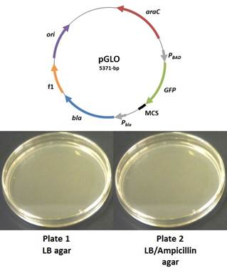 Solved: E. Coli Was Transformed With PGLO (shown Below). T... | Chegg.com