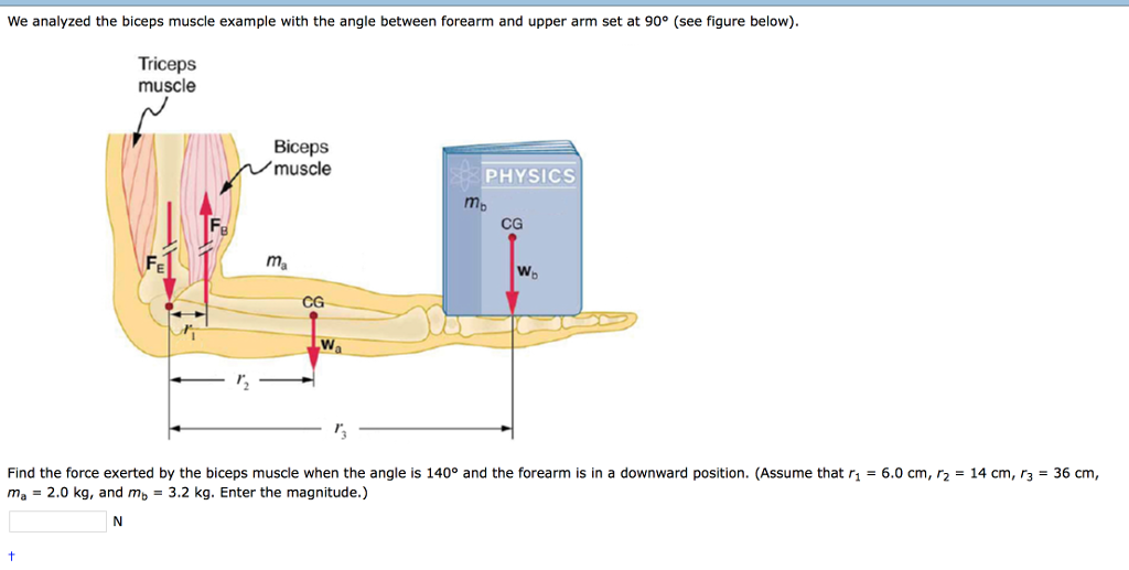 Solved We analyzed the biceps muscle example with the angle | Chegg.com