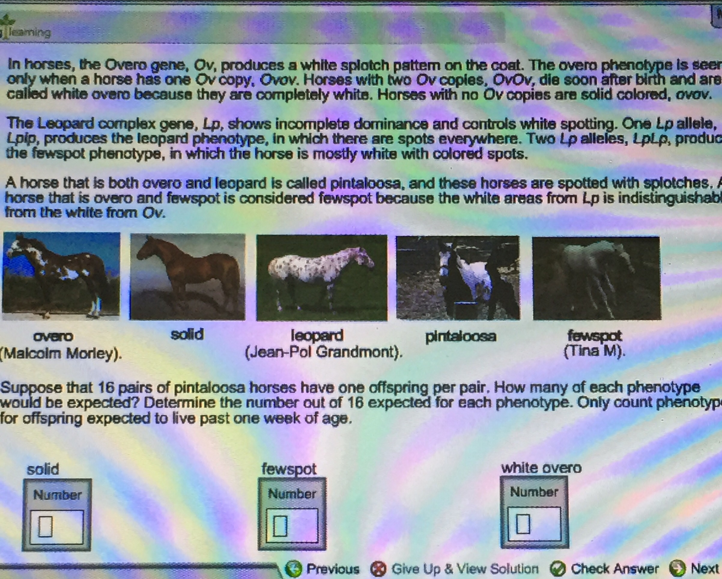 Solved In horses, the Overo gene, Ov, produces a white | Chegg.com