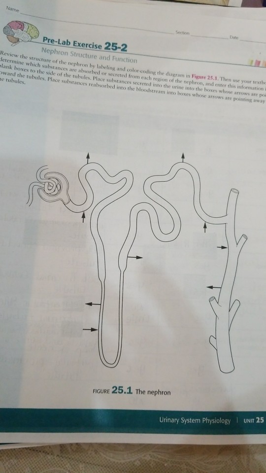 Solved structure of the neuron by labelling and color-coding | Chegg.com