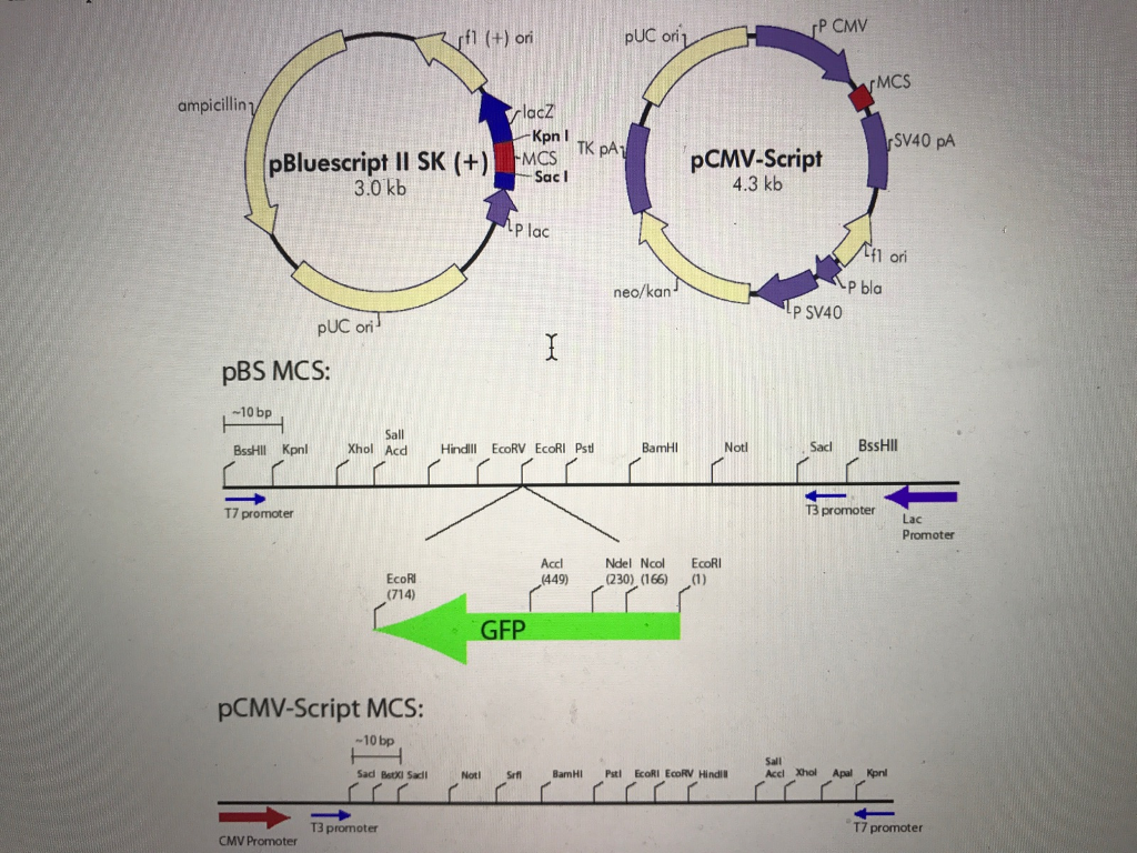 Solved You have a plasmid containing the gene that encodes | Chegg.com