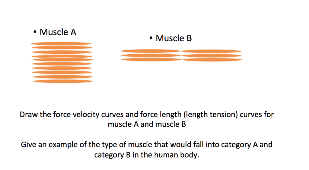 Solved Draw the force-velocity curves and force-length | Chegg.com Solved Draw the force-velocity curves and force-length | Chegg.com