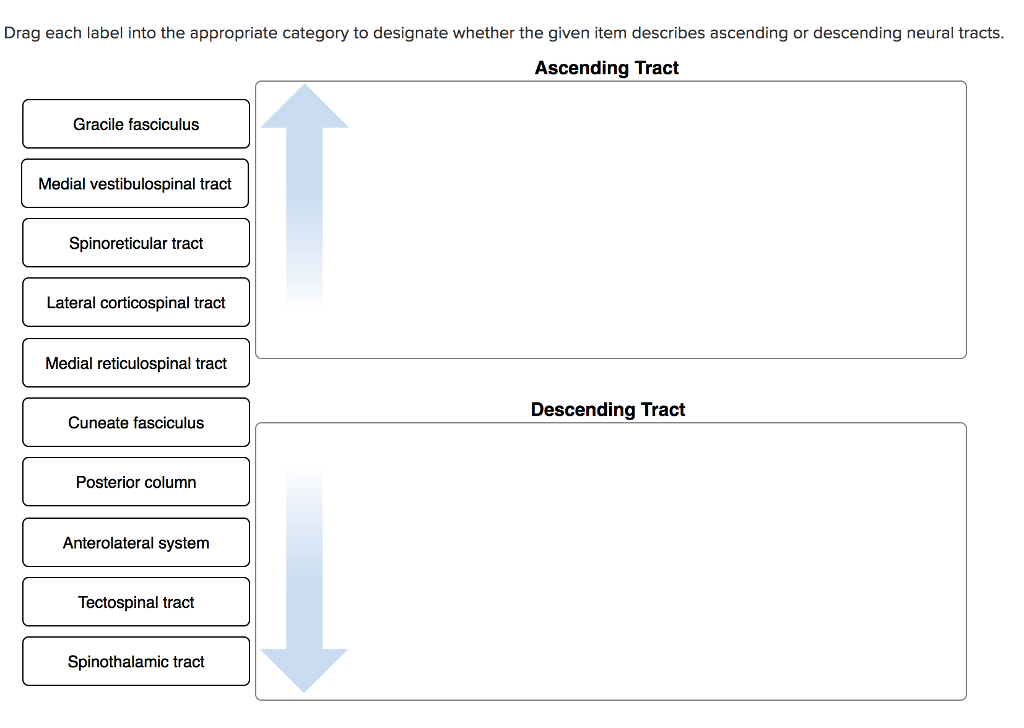 Solved Drag each label into the appropriate category to | Chegg.com Solved Drag each label into the appropriate category to | Chegg.com