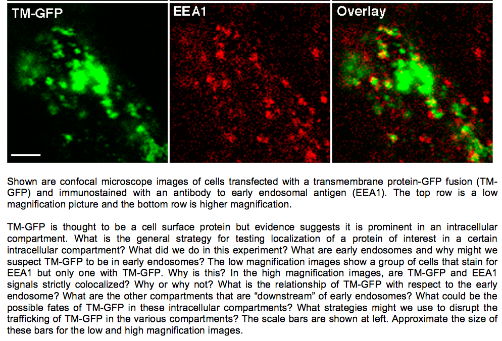 Solved Shown are confocal microscope images of cells | Chegg.com