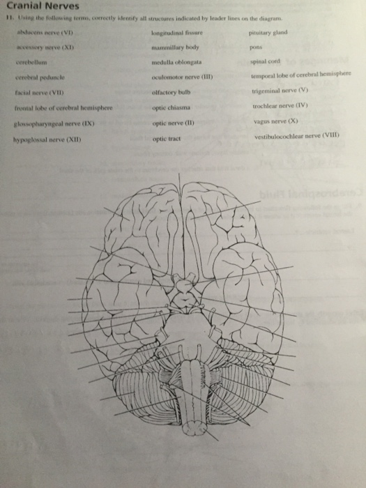 Solved Cranial Nerves 11. Using the following terms, | Chegg.com Solved Cranial Nerves 11. Using the following terms, | Chegg.com