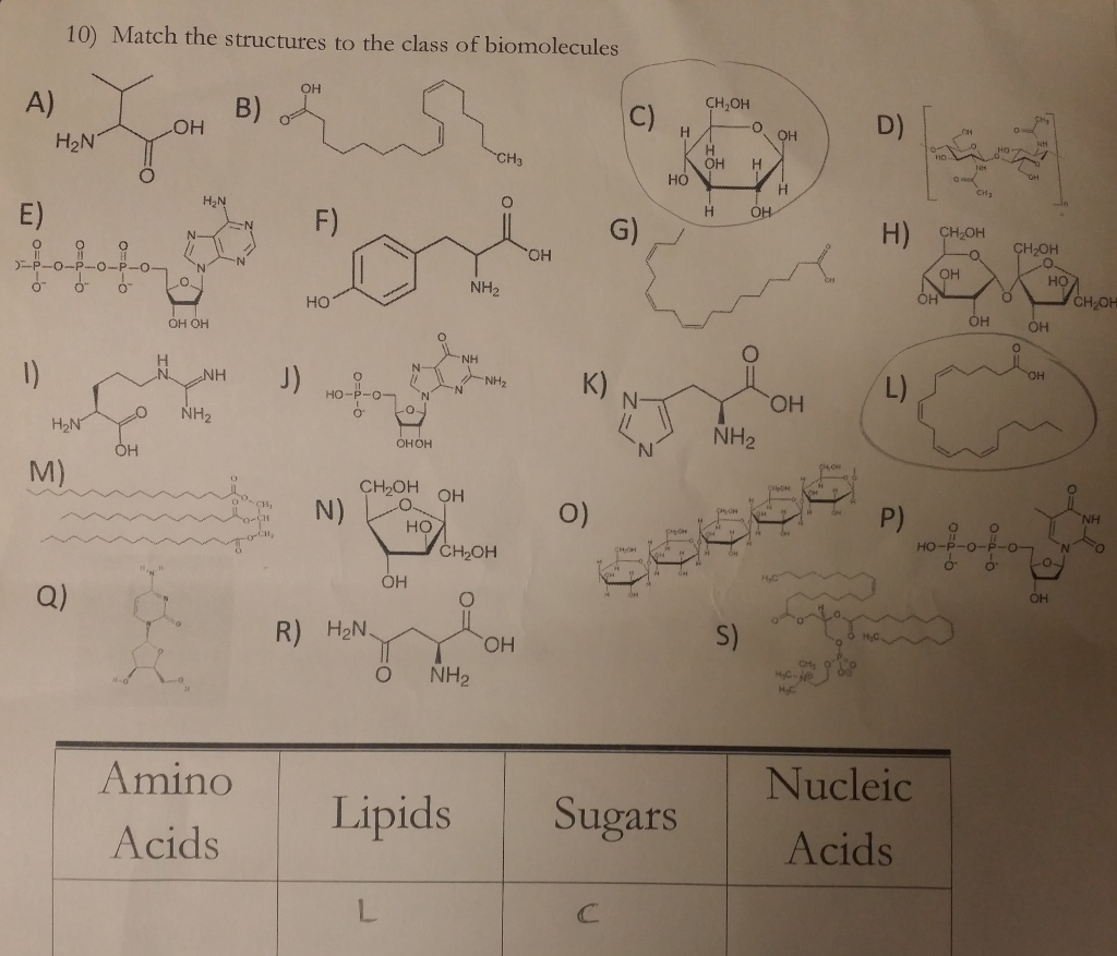 Biomolecules Matching Activity at Ellie Dow blog