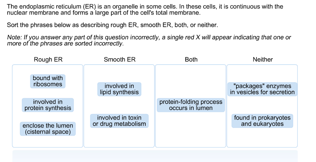 Solved The endoplasmic reticulum (ER) is an organelle in | Chegg.com
