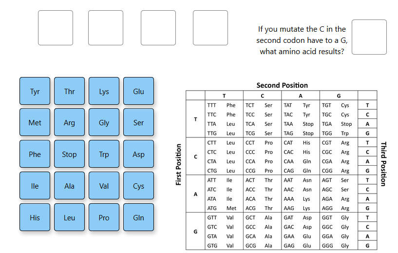 Solved A sequence of DNA nucleotides can be translated into | Chegg.com