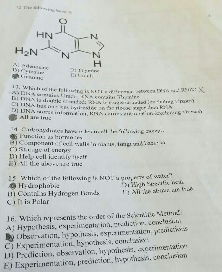 Solved The following base is: A) Adenosine B) Cytosine C) | Chegg.com