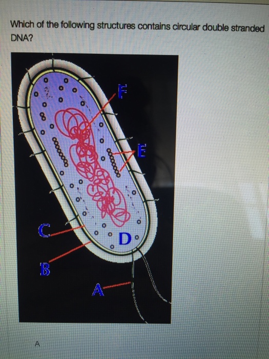 Solved Which of the following structures contains circular | Chegg.com