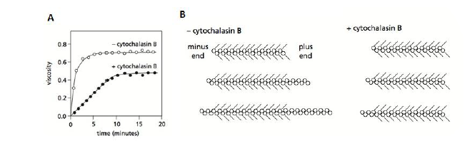 Solved Â Cytochalasin B strongly inhibits certain forms of | Chegg.com