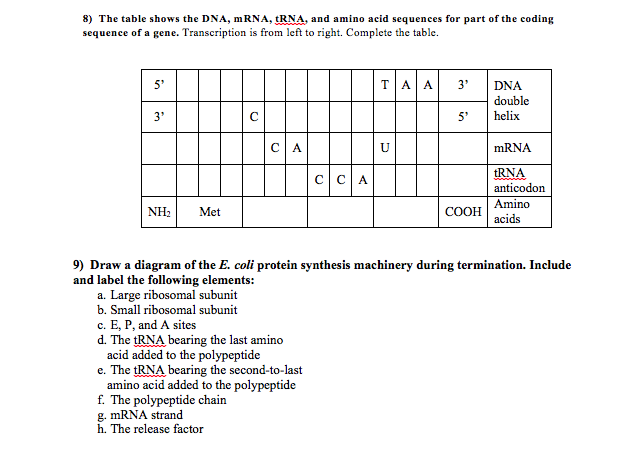 Solved The table shown the DNA, mRNA, tRNA, and amino acid | Chegg.com