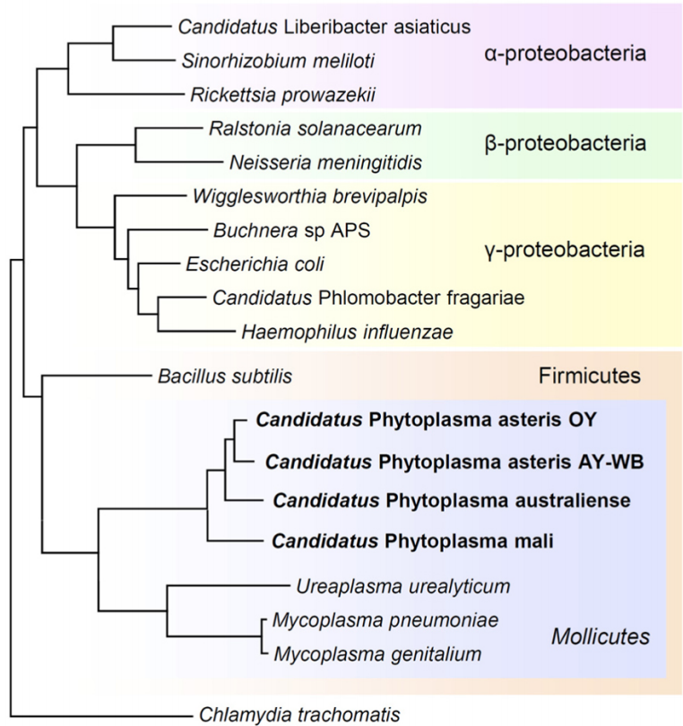 Solved Candidatus Liberibacter asiaticus Sinorhizobium | Chegg.com