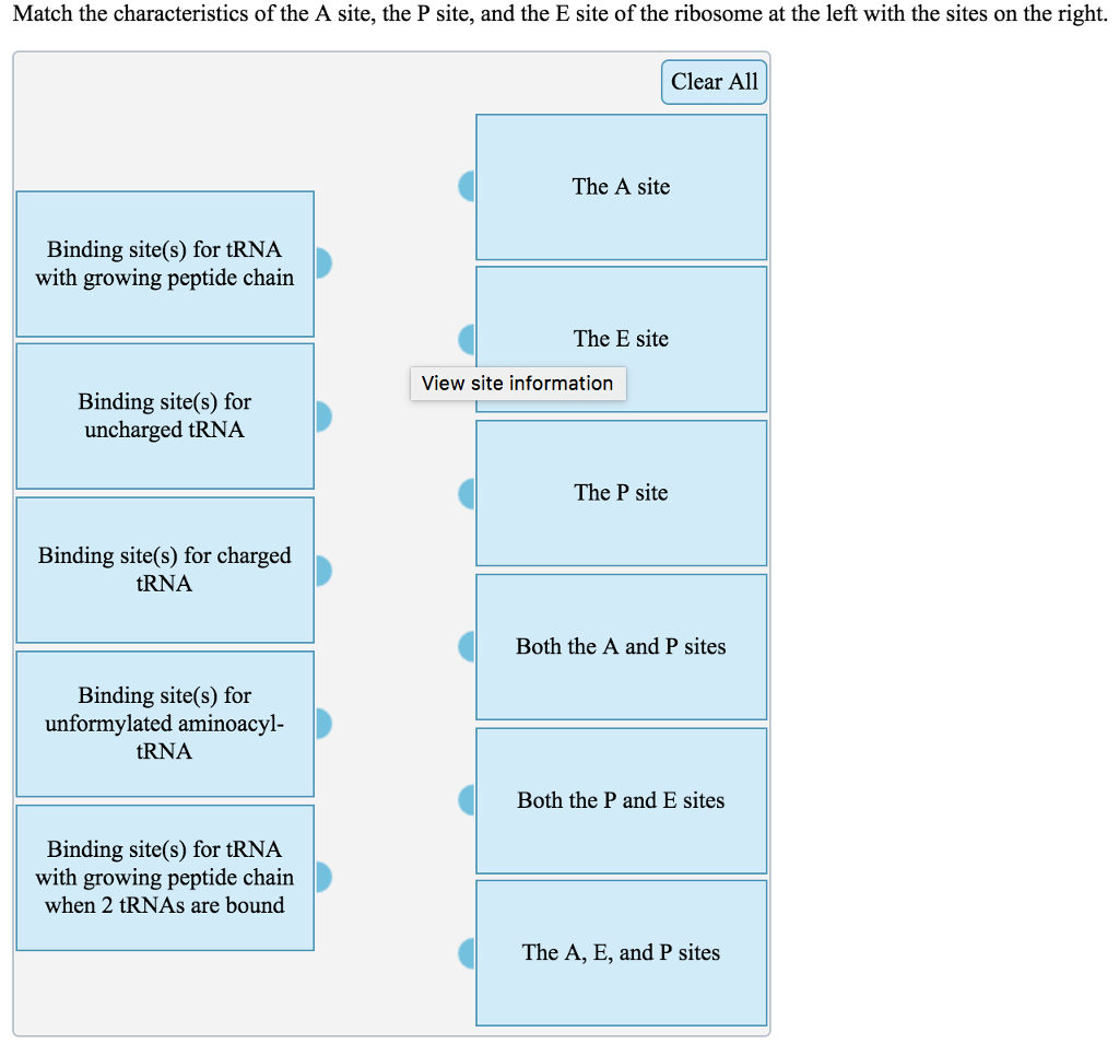 Solved Match the characteristics of the A site, the P site, | Chegg.com