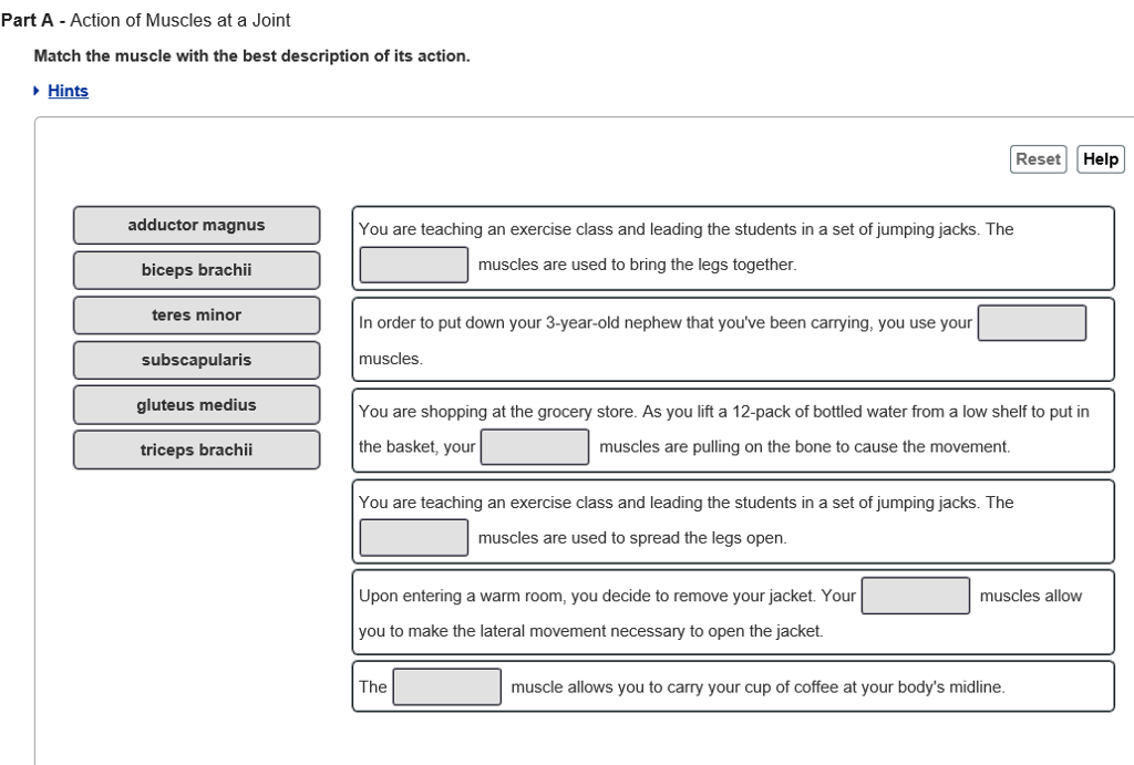Solved Part A - Action of Muscles at a Joint Match the | Chegg.com