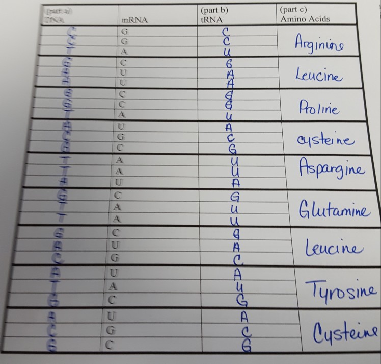 Solved (part b) RNA (part c) Amino Acids MRNA rginin Leucine | Chegg.com