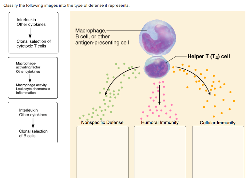 Solved Classify the following images into the type of | Chegg.com