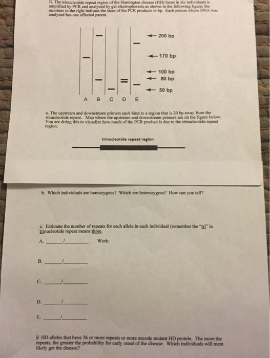 Solved The trinucleotide repeat region of the Huntington | Chegg.com