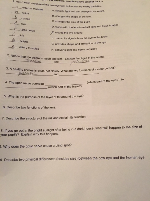 Solved Match each structure of the cow eye with its function | Chegg.com