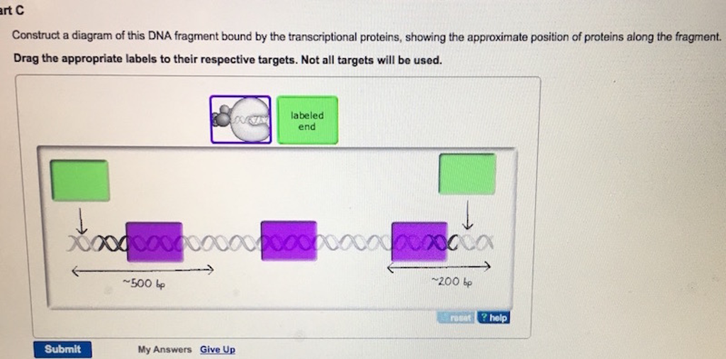 Solved art C Construct a diagram of this DNA fragment bound | Chegg.com