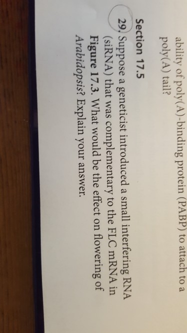 Solved ability of poly(A)-binding protein (PABP) to attach | Chegg.com