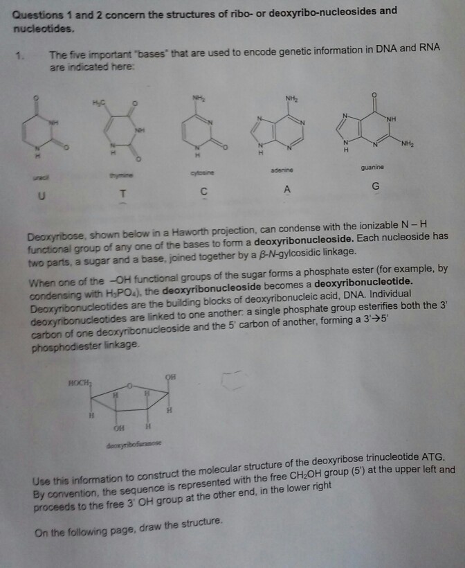 Solved The five important bases' that are used to encode | Chegg.com