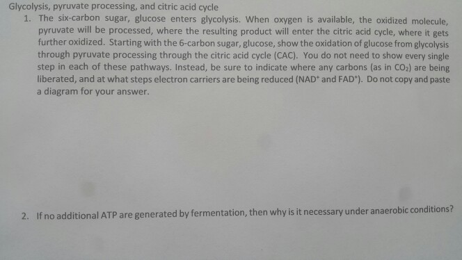 Solved Glycolysis, pyruvate processing, and citric acid | Chegg.com