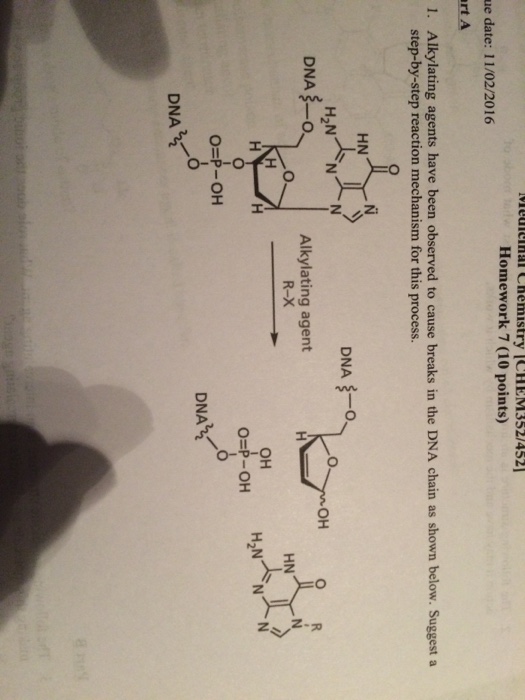 Solved Alkylating agents have been observed to cause breaks | Chegg.com