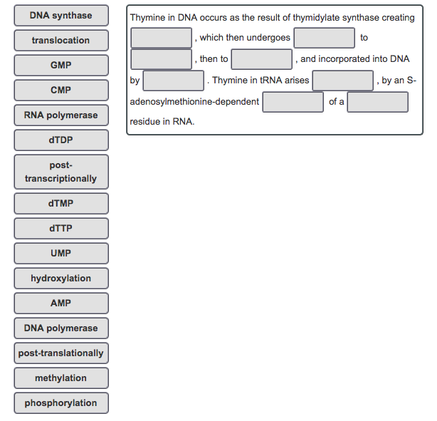 Solved DNA synthase translocation GMP CMP RNA polymerase | Chegg.com