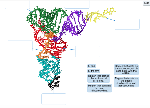 Solved Mapi 5' end Extra arm Region that carries Region that | Chegg.com