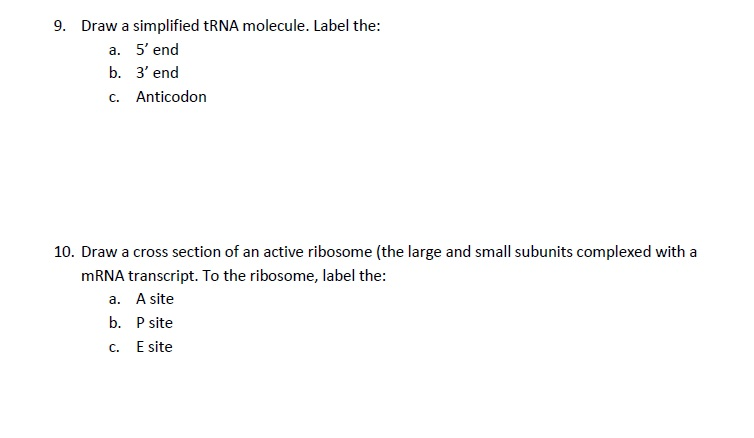 Solved 9. Draw a simplified tRNA molecule. Label the: a. 5' | Chegg.com