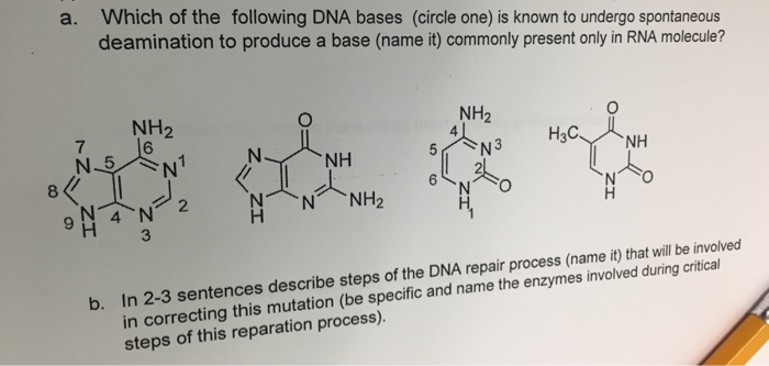 Solved Which Of the following DNA bases (circle one) is | Chegg.com