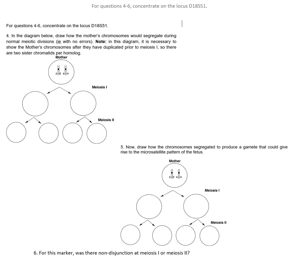 Solved In the diagram below, draw how the mother's | Chegg.com